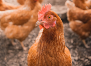 Agriculture Biologique - Control Union